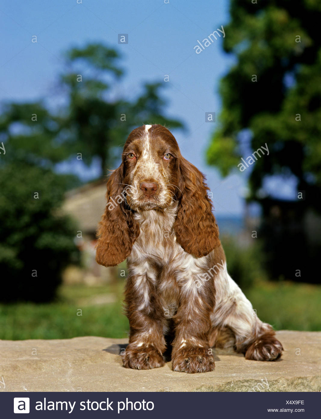 Flushing Spaniels High Resolution Stock Photography and Images - Alamy
