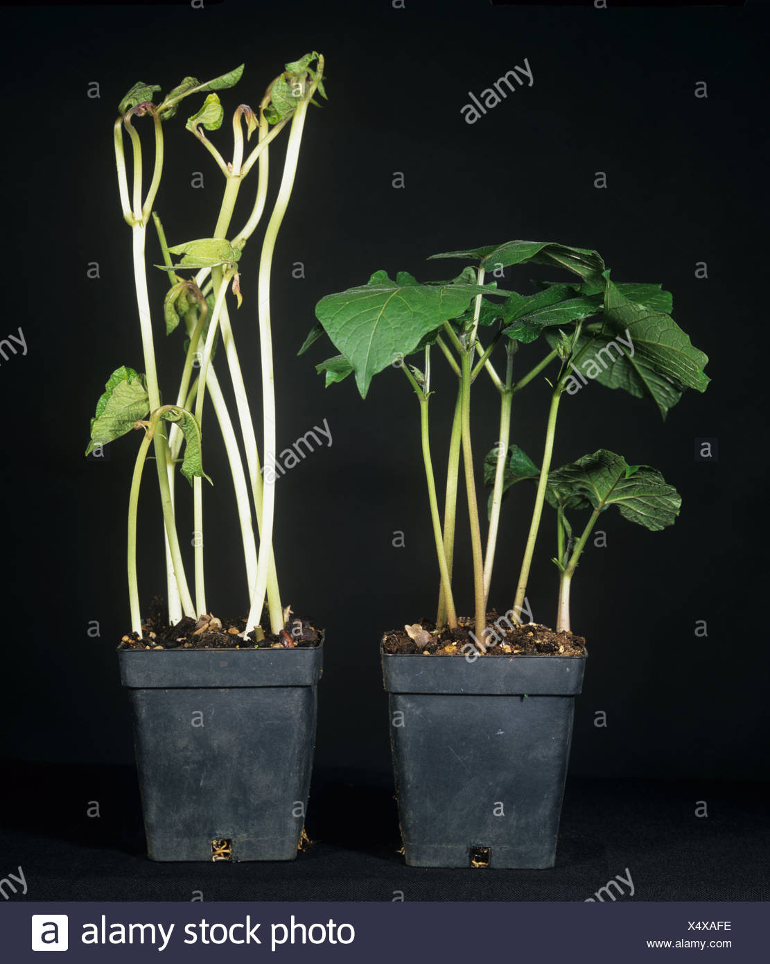 Etiolate High Resolution Stock Photography and Images - Alamy