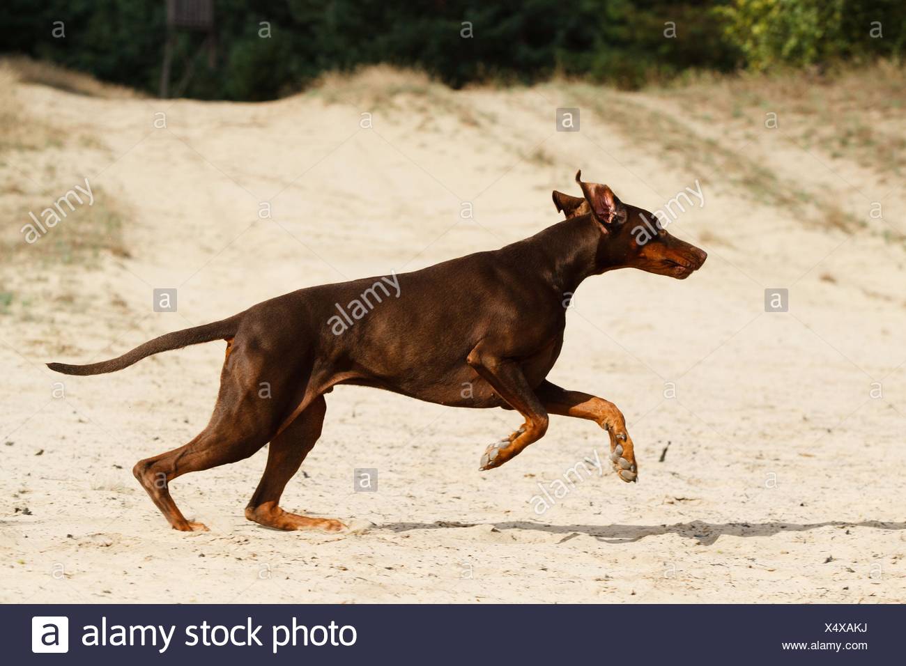 Running Doberman Pinscher Stock Photos & Running Doberman Pinscher ...