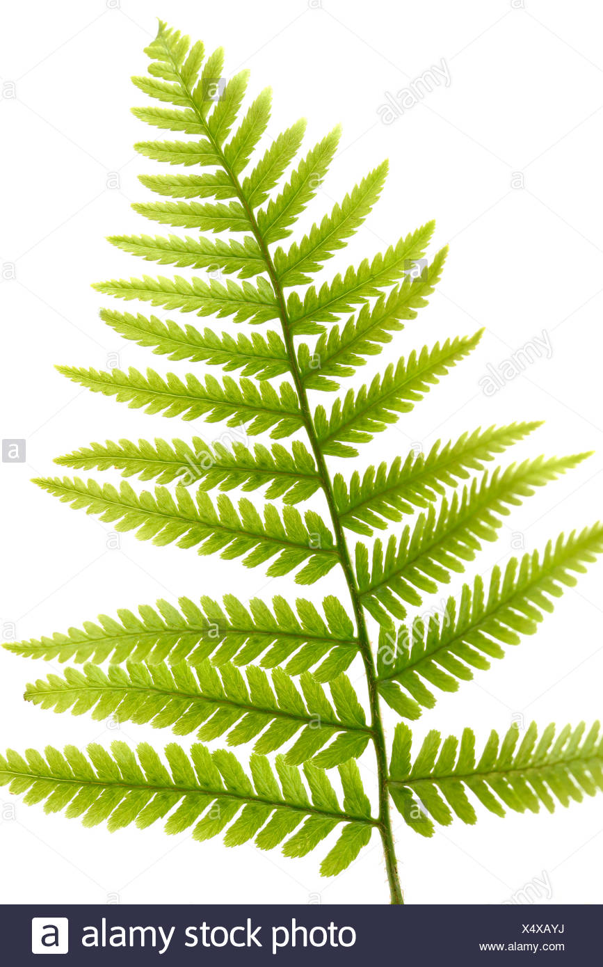 Pteridophytes Stock Photos & Pteridophytes Stock Images - Alamy