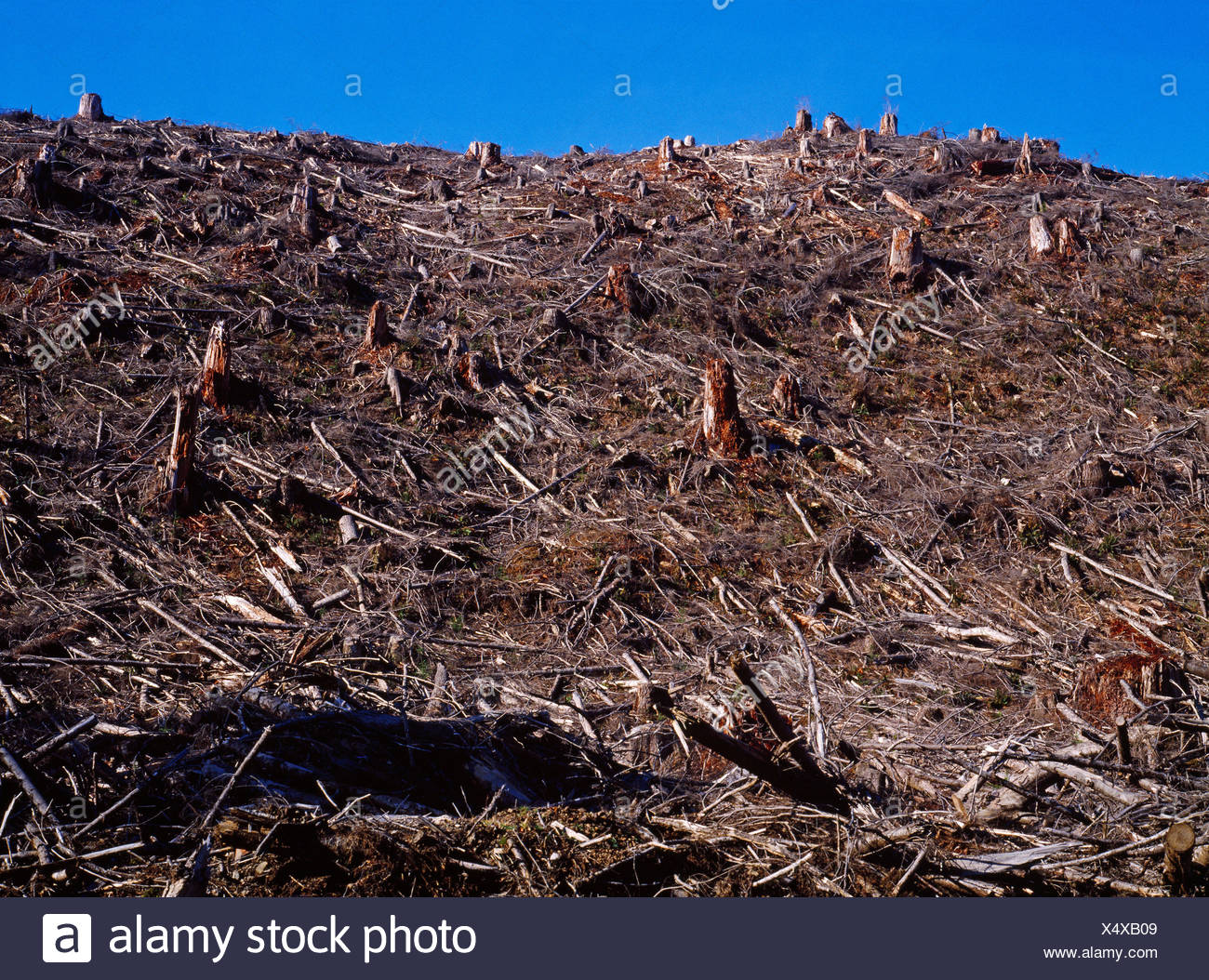 Coastal Logging High Resolution Stock Photography and Images - Alamy