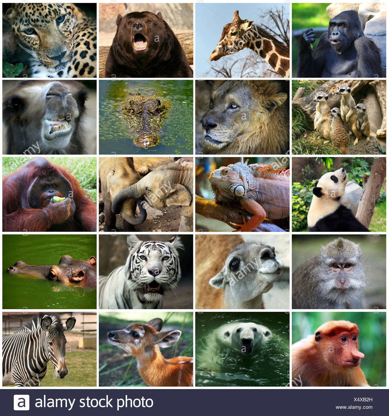 Different Faces Stock Photos & Different Faces Stock Images - Alamy