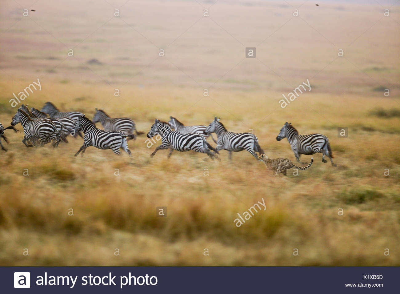 Cheetah Hunt Zebra High Resolution Stock Photography and Images - Alamy