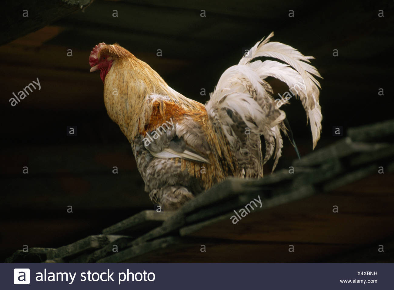 Rooster On Roof Stock Photos & Rooster On Roof Stock Images - Alamy