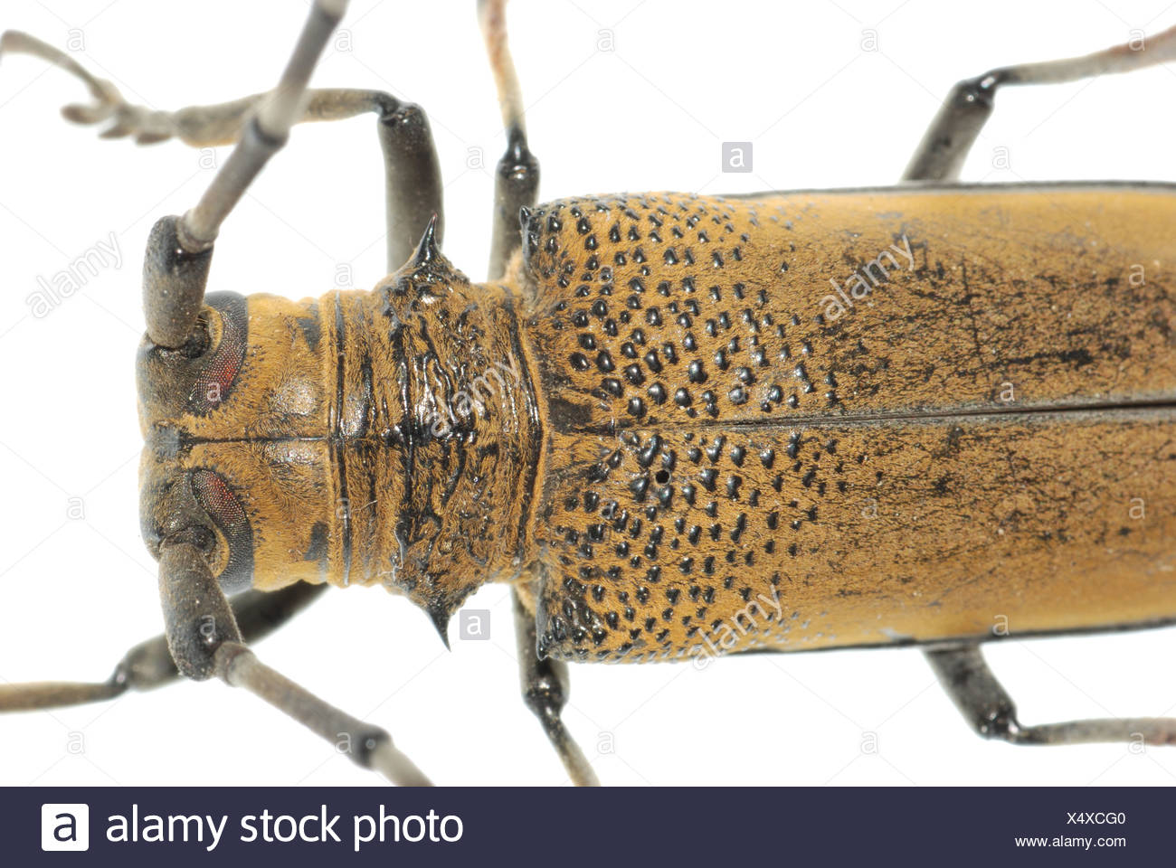 Borer Beetle High Resolution Stock Photography and Images - Alamy