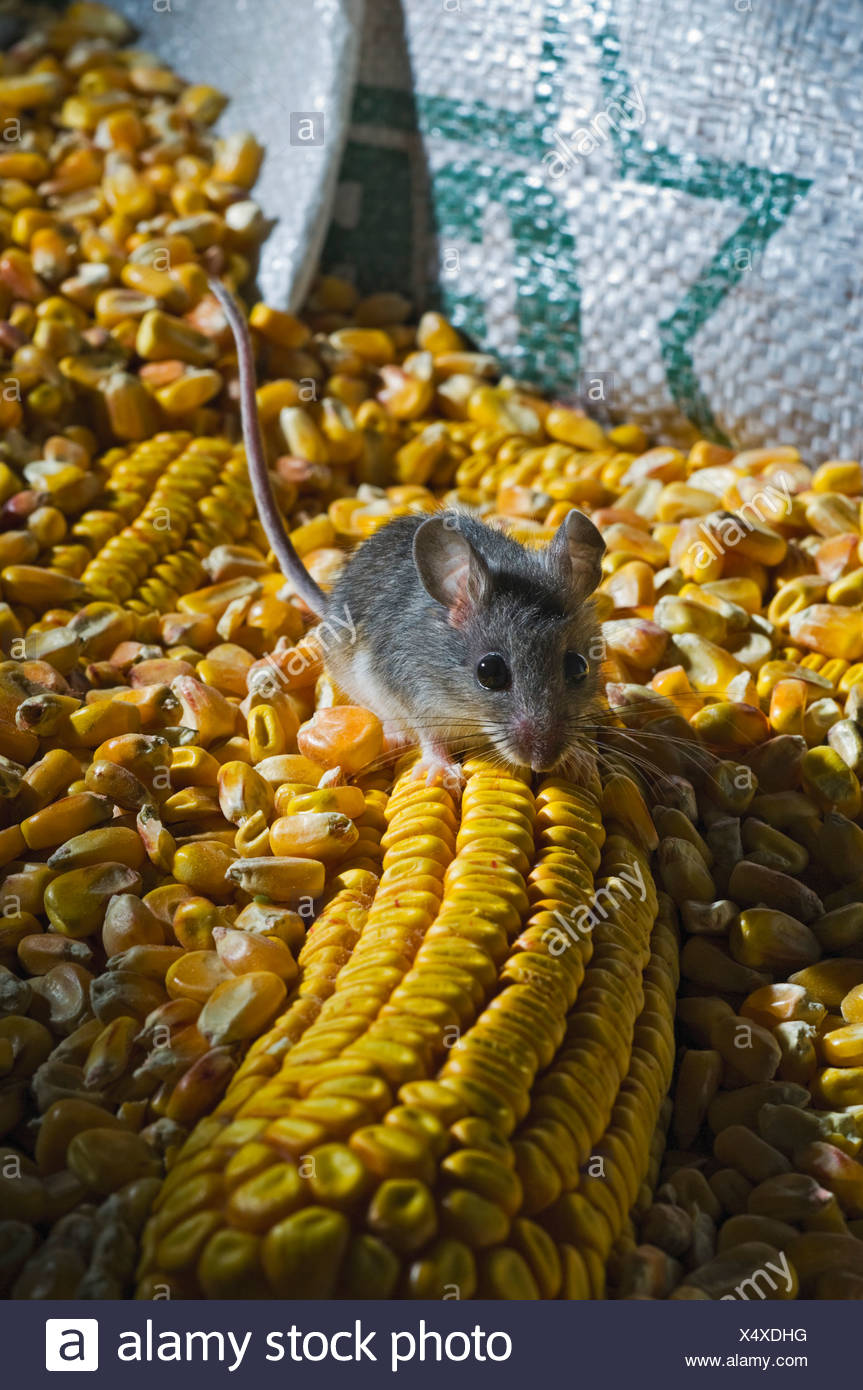 North American Deer Mouse High Resolution Stock Photography and Images ...