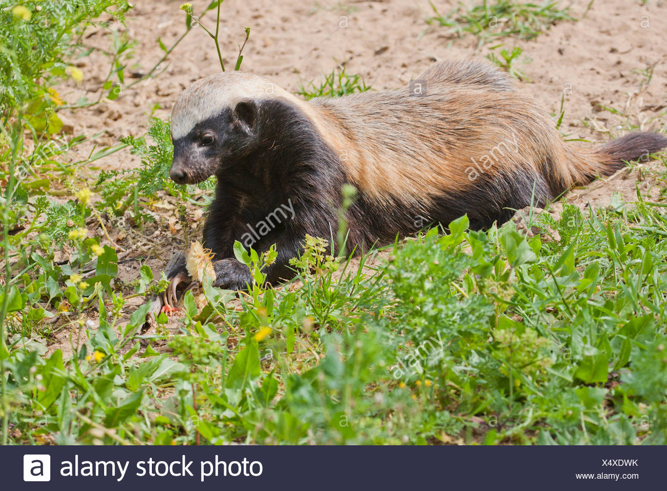 Ratel Mellivora Capensis High Resolution Stock Photography and Images ...