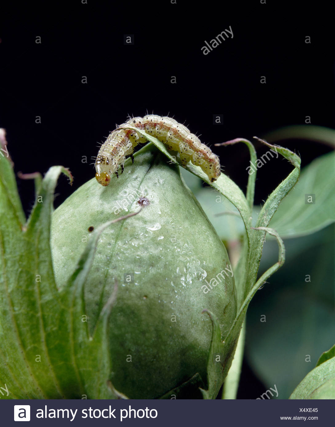 Cotton Bollworm High Resolution Stock Photography and Images - Alamy