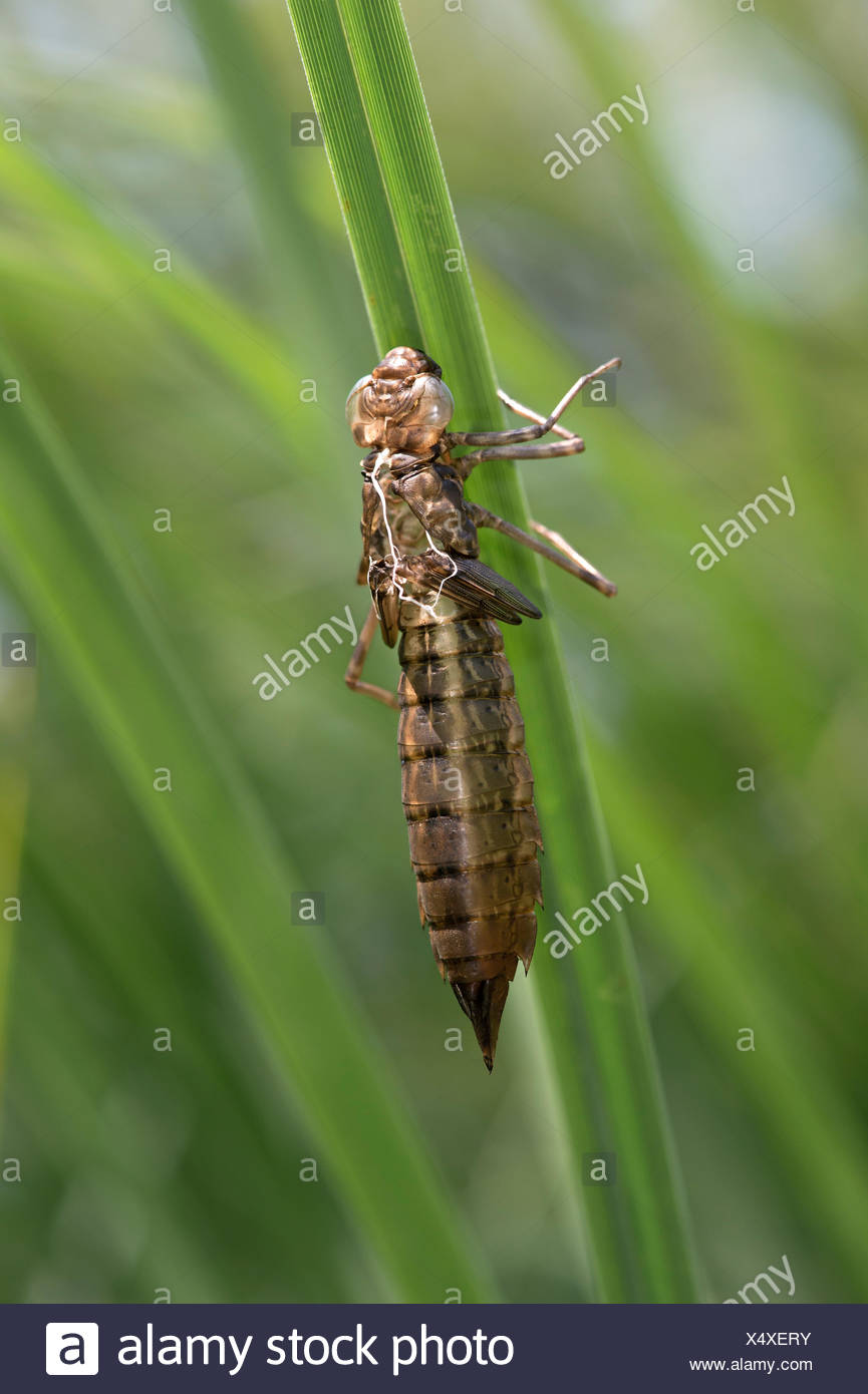 Dragonfly Larvae Stock Photos & Dragonfly Larvae Stock Images - Alamy