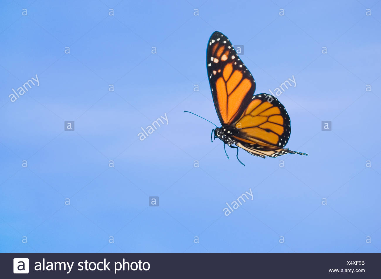 Butterfly Flying High Resolution Stock Photography and Images - Alamy