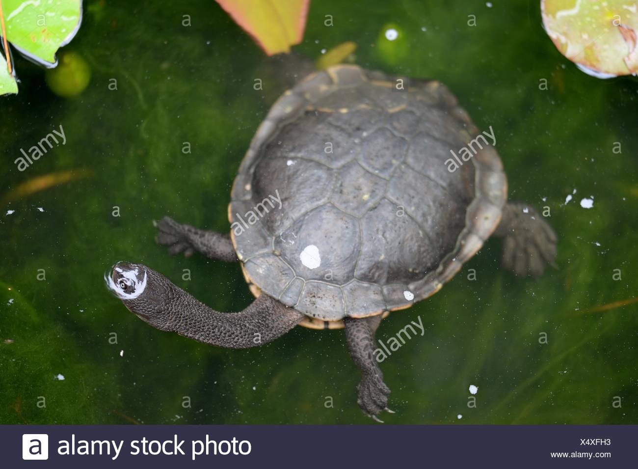 Murray River Wildlife Australia High Resolution Stock Photography and ...