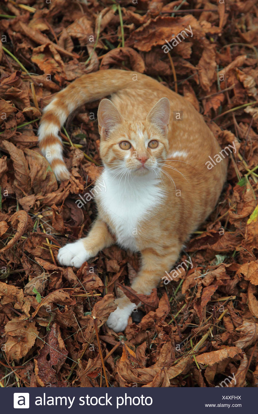 Dead Kitten High Resolution Stock Photography and Images - Alamy