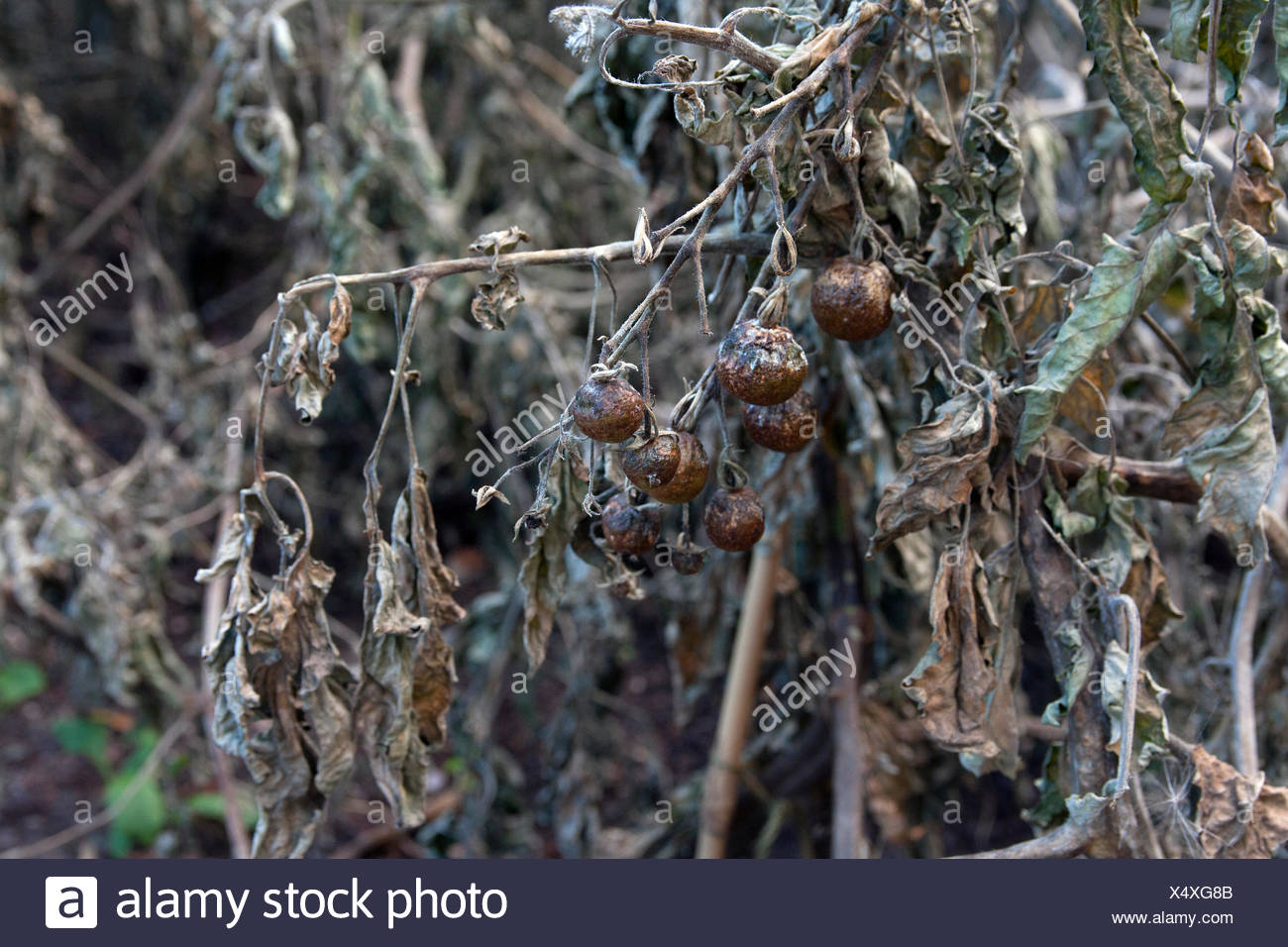 Tomato Spotted Wilt Virus High Resolution Stock Photography and Images ...