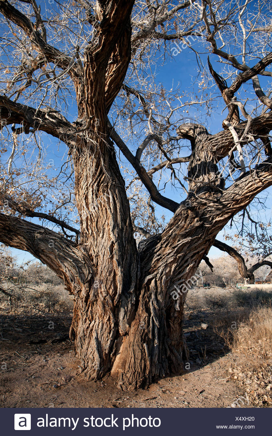 Old Cottonwood Tree Stock Photos & Old Cottonwood Tree Stock Images - Alamy