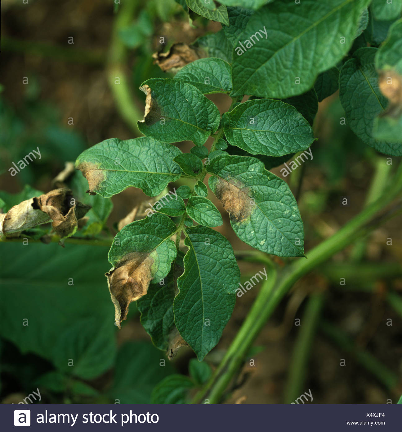Potato Blight On Leaf High Resolution Stock Photography and Images - Alamy