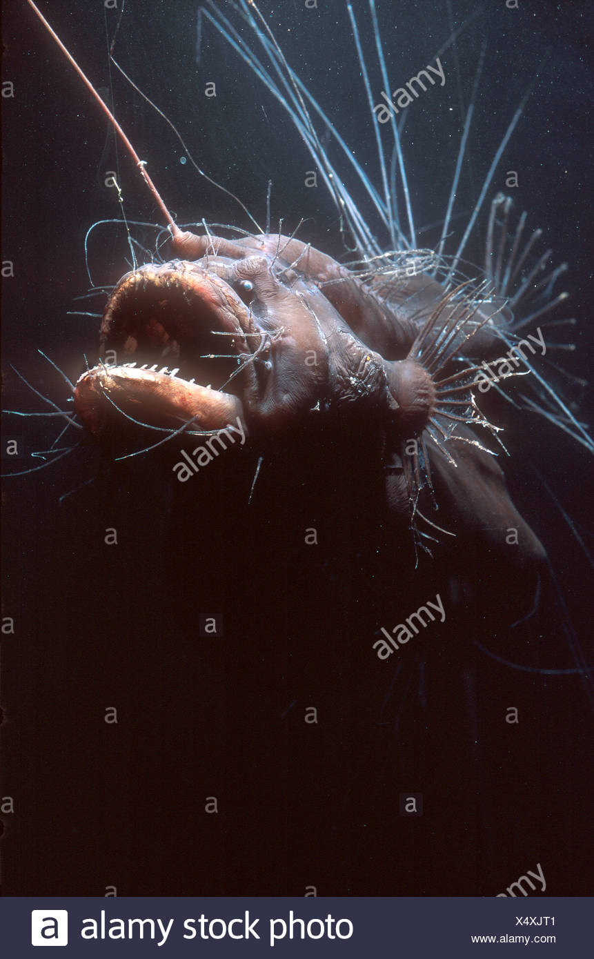 Anglerfish Deep Sea High Resolution Stock Photography and Images - Alamy