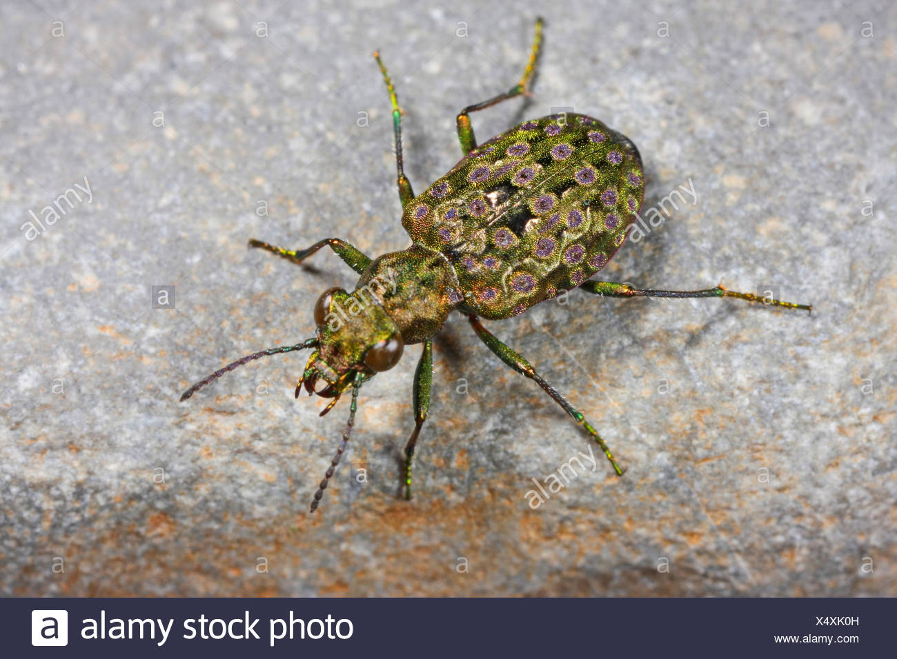 Wetland Insects High Resolution Stock Photography and Images - Alamy