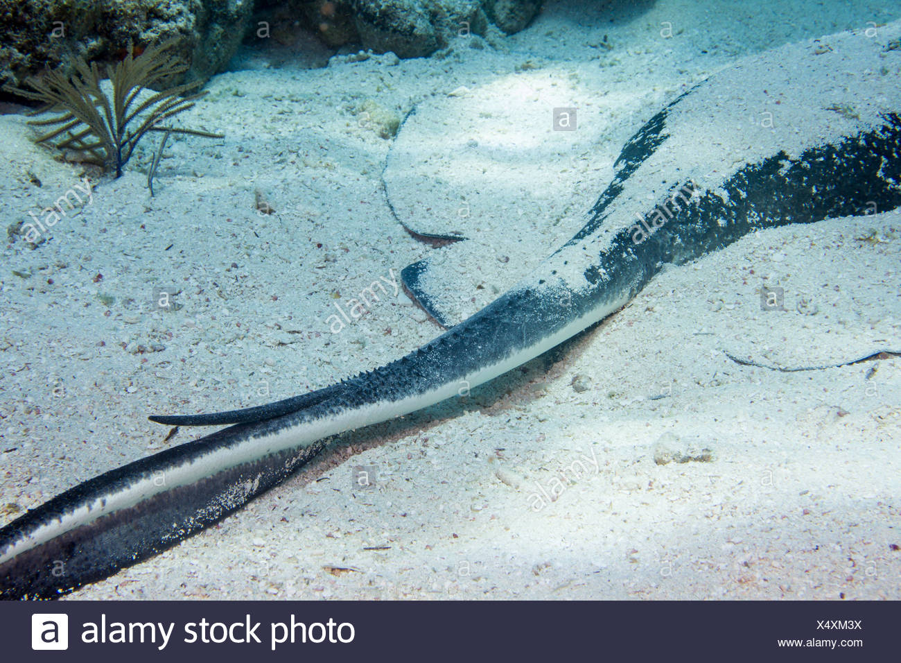 Stingray High Resolution Stock Photography and Images - Alamy