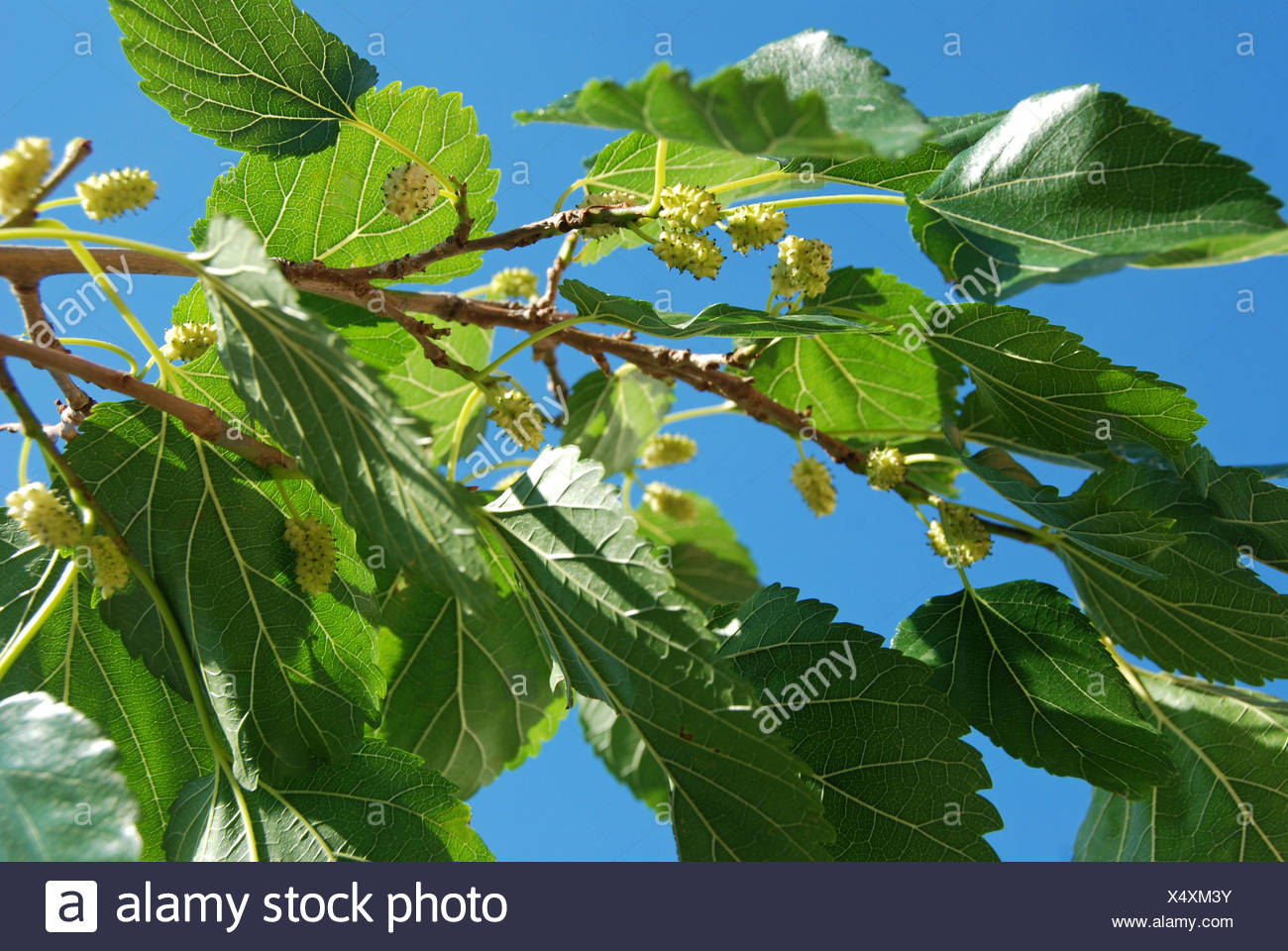 White Mulberry Tree High Resolution Stock Photography and Images - Alamy