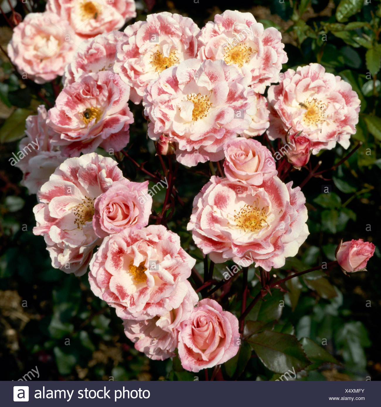 Sue Lawley High Resolution Stock Photography and Images - Alamy