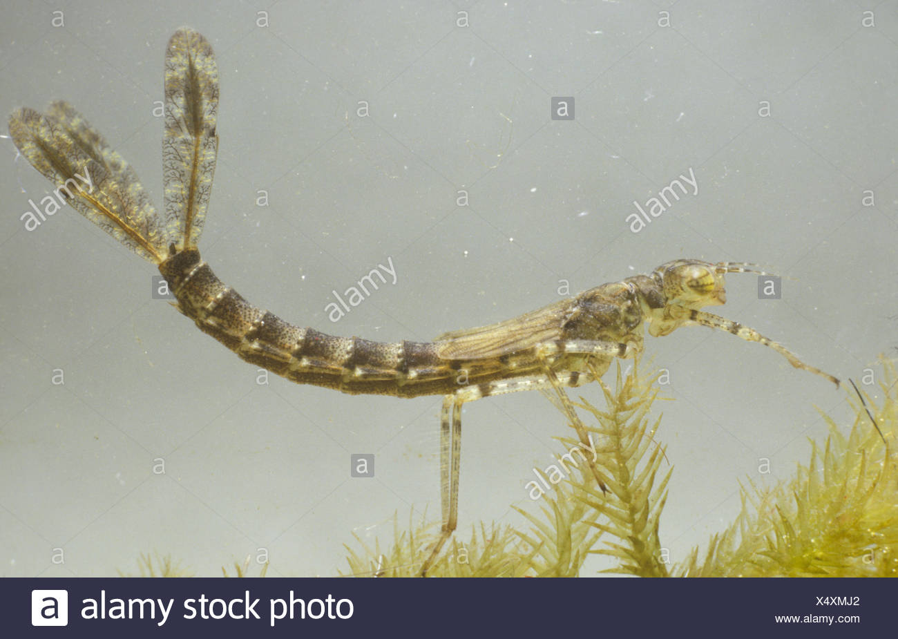Freshwater Insect Larva High Resolution Stock Photography and Images ...