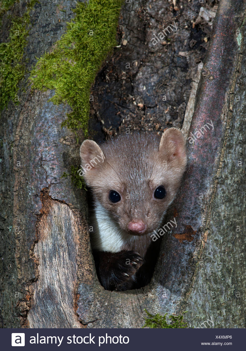 Stone Marten Or Beech Marten Stock Photos & Stone Marten Or Beech ...