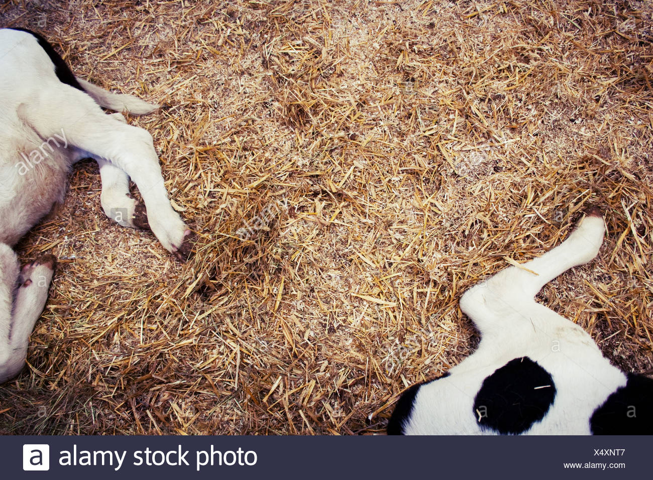 Calf Enclosures High Resolution Stock Photography and Images - Alamy