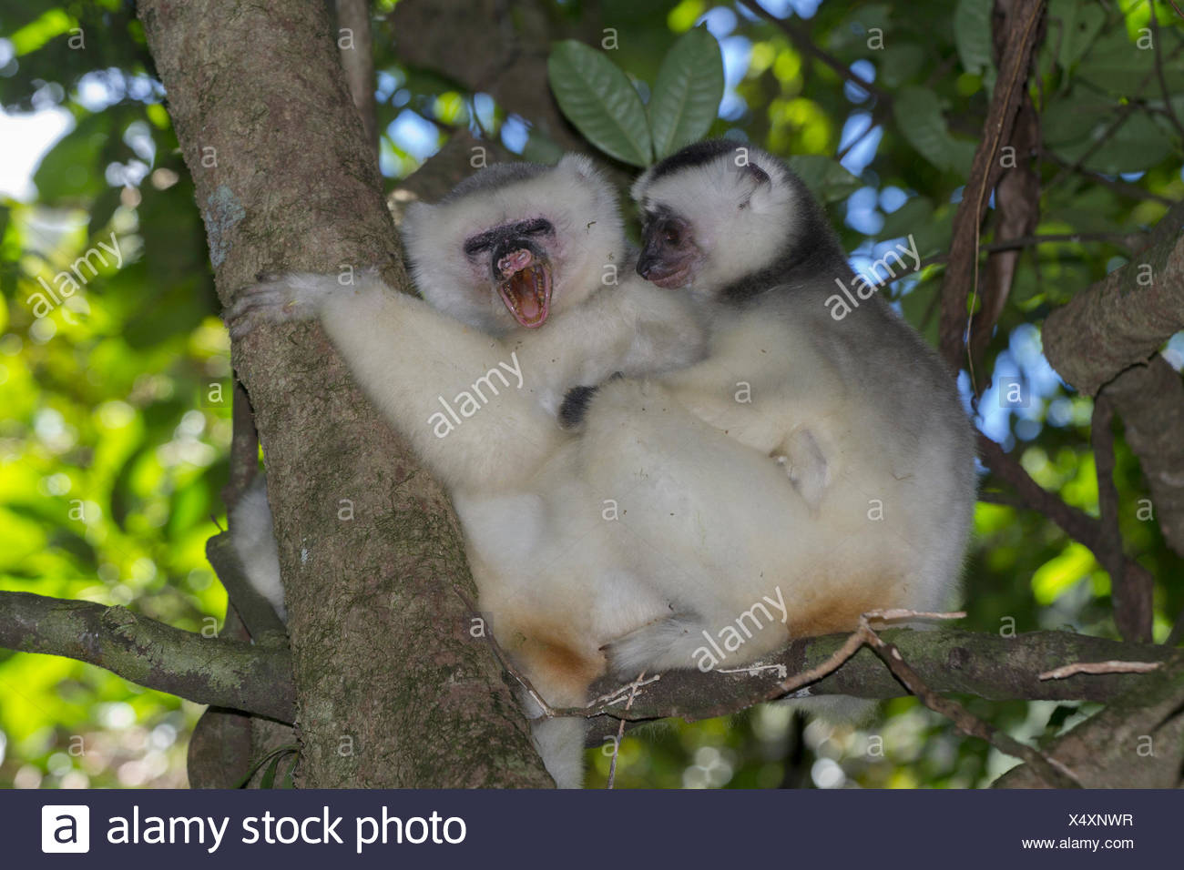 Silky Sifaka High Resolution Stock Photography and Images - Alamy