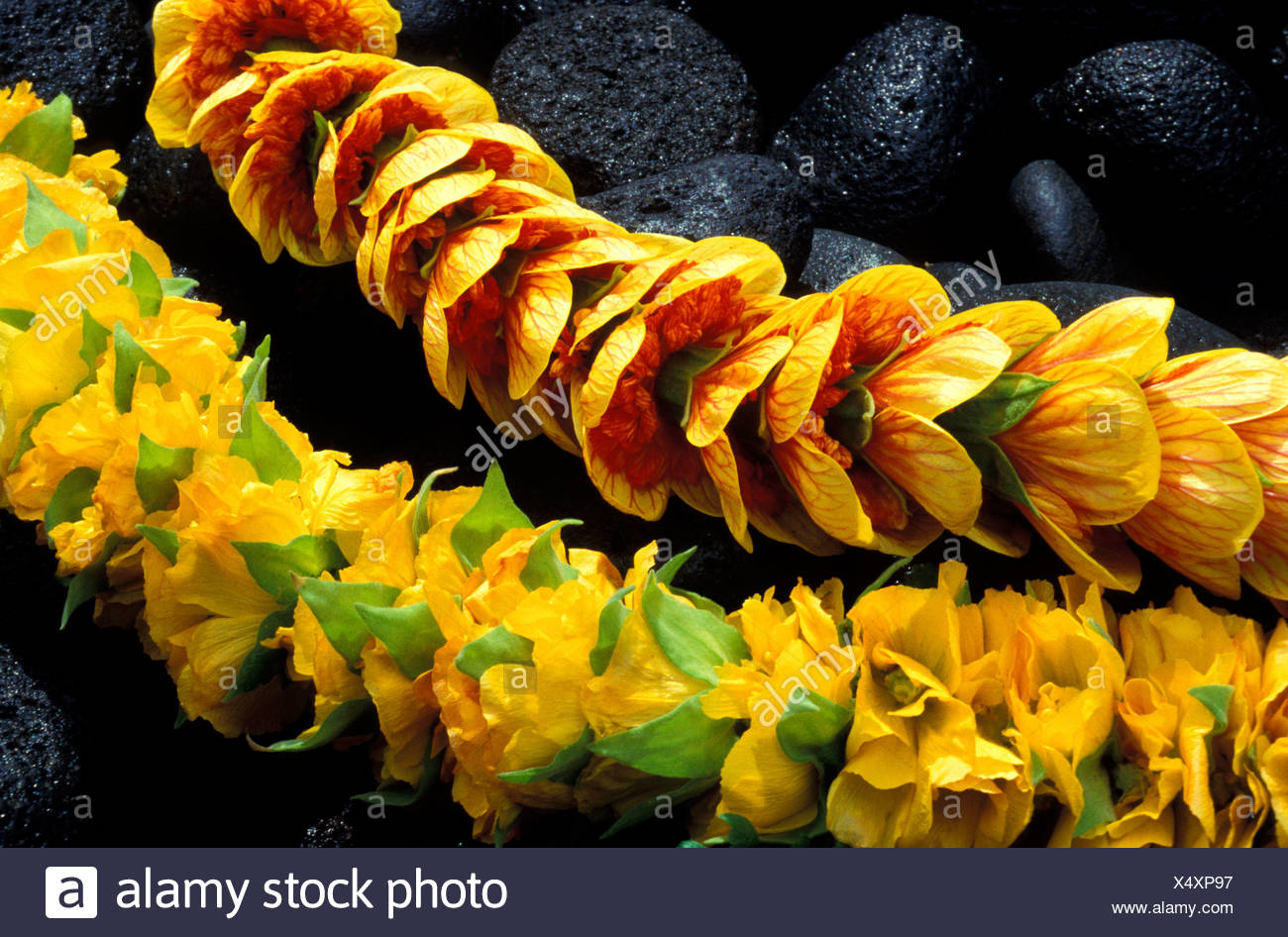 Sida Fallax High Resolution Stock Photography and Images - Alamy