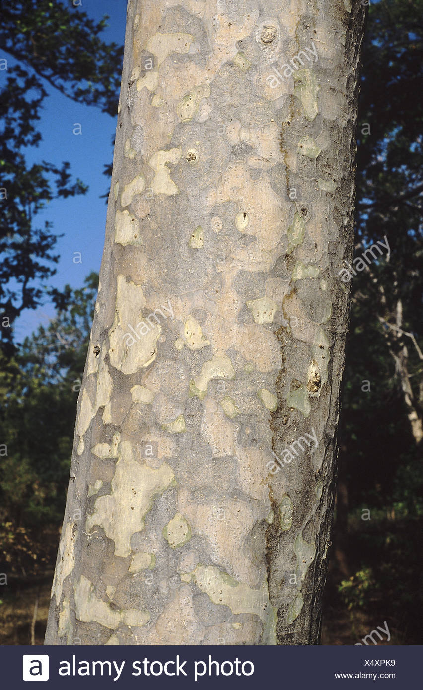 Combretaceae Stock Photos & Combretaceae Stock Images - Alamy