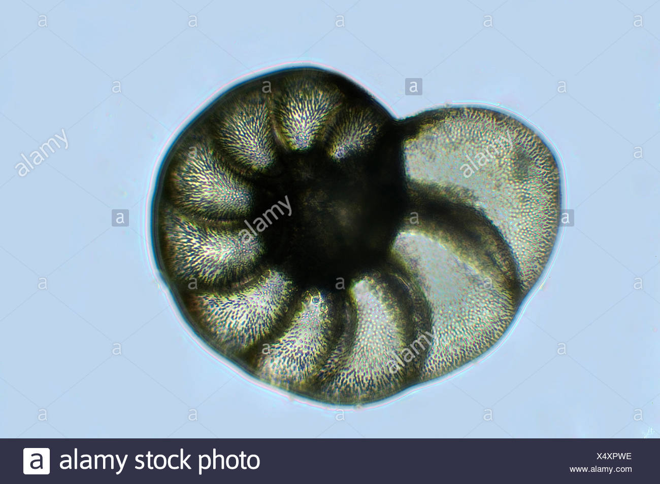 Protist High Resolution Stock Photography and Images - Alamy