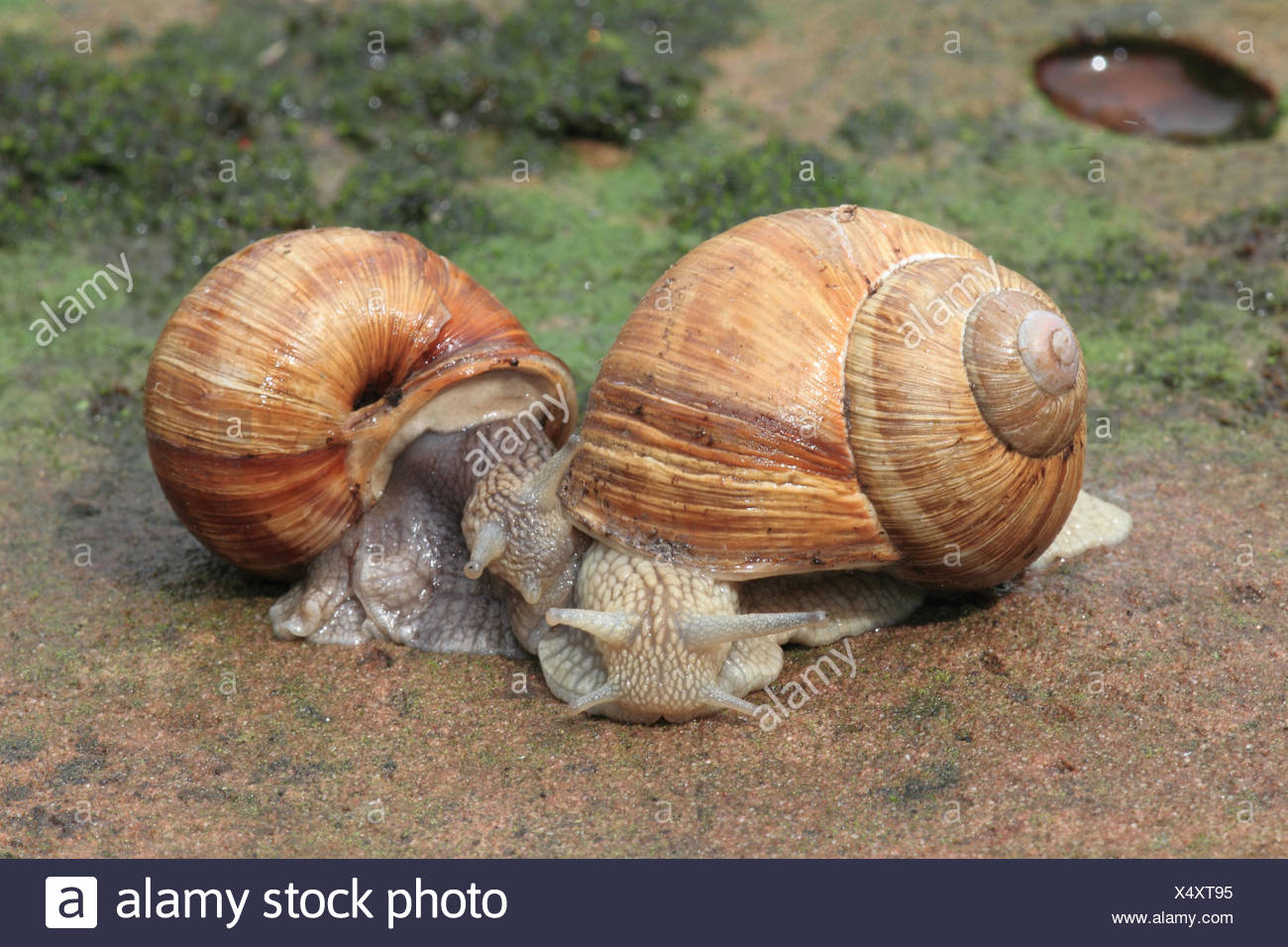 Edible Snails High Resolution Stock Photography and Images - Alamy