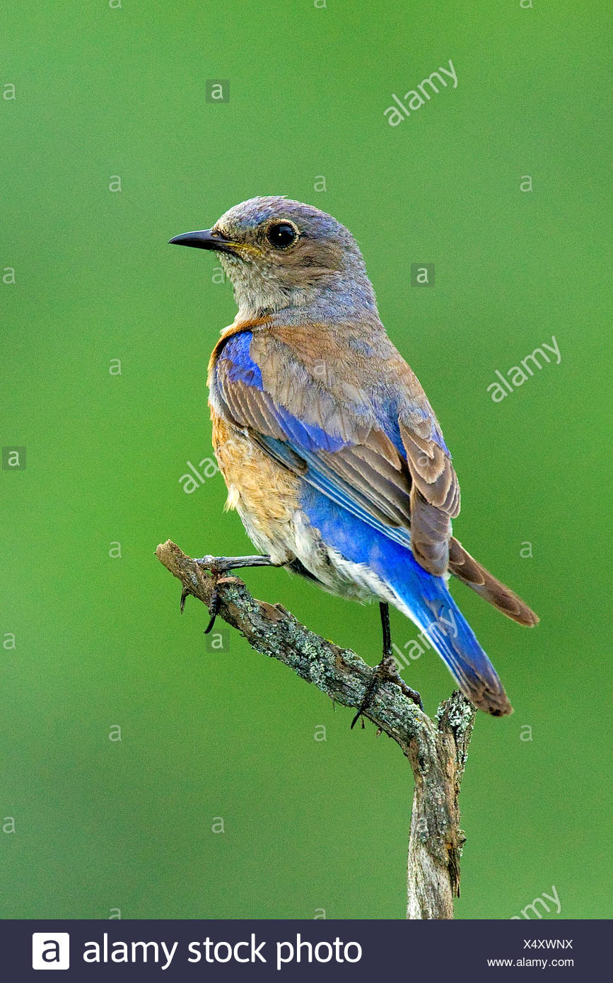 Western Bluebird Female High Resolution Stock Photography and Images ...