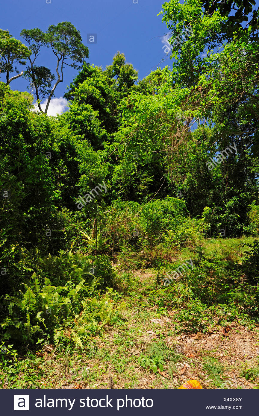 Clearing In The Tropical Rainforest High Resolution Stock Photography ...