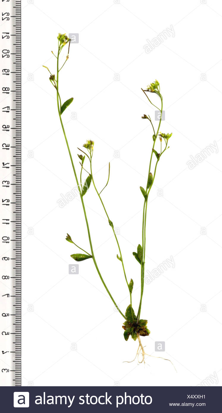 Angiosperm Life Cycle High Resolution Stock Photography and Images - Alamy