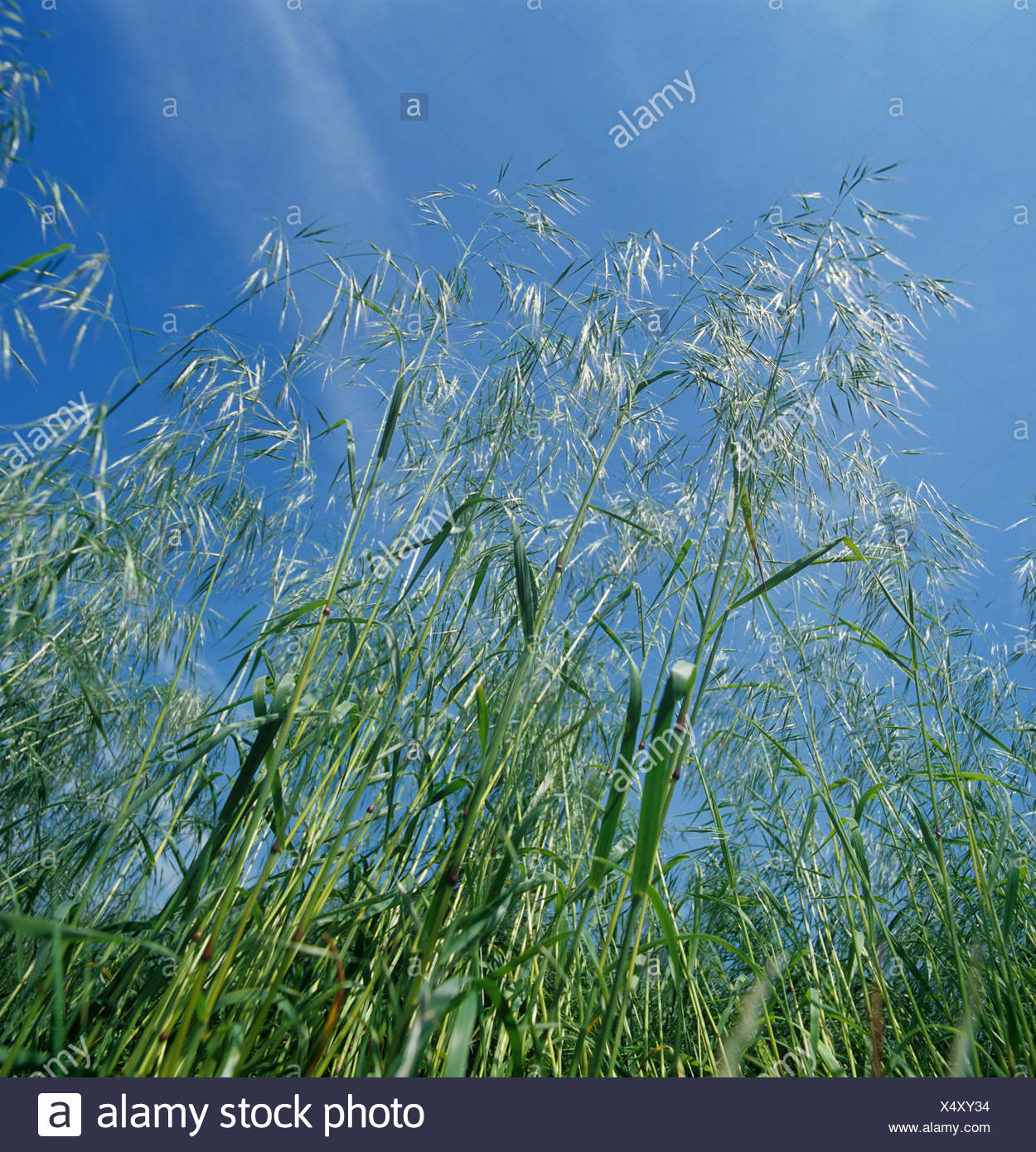 Brome Grass High Resolution Stock Photography and Images - Alamy