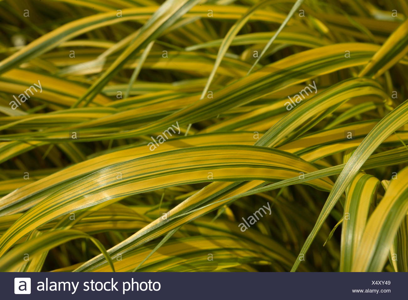 Golden Hakone Grass High Resolution Stock Photography and Images - Alamy