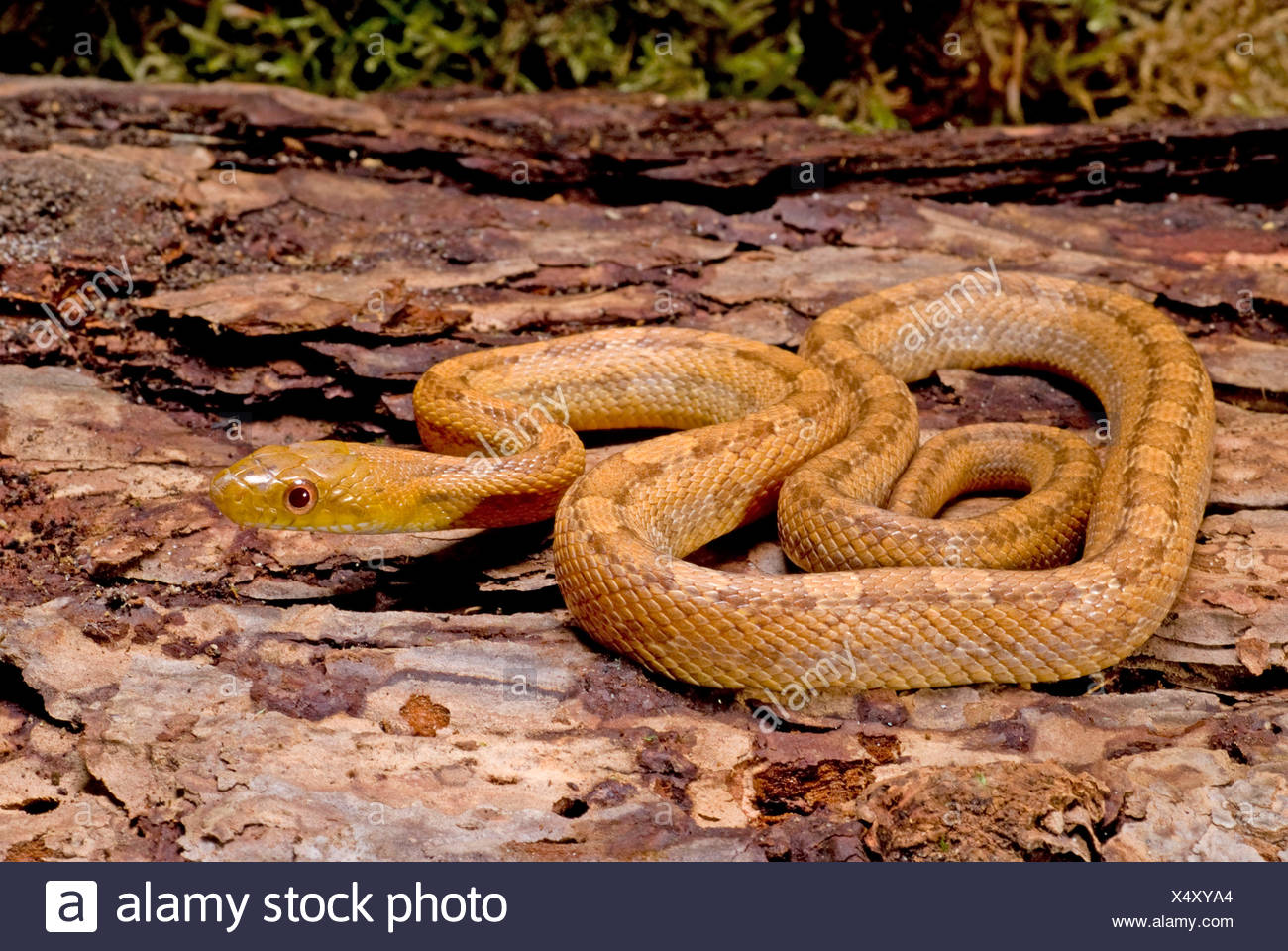Yellow Snakes High Resolution Stock Photography and Images - Alamy