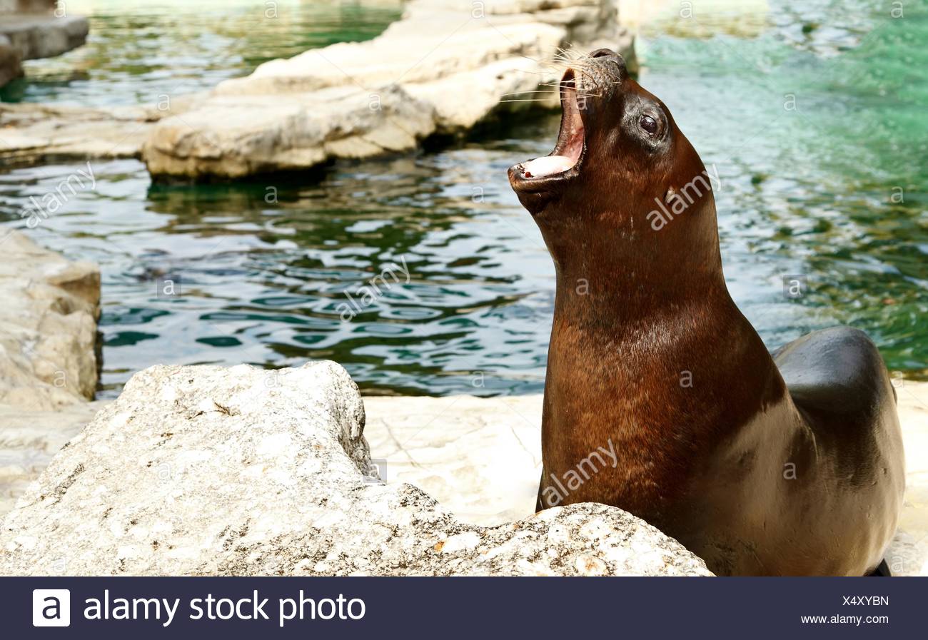 Animal Flippers High Resolution Stock Photography and Images - Alamy