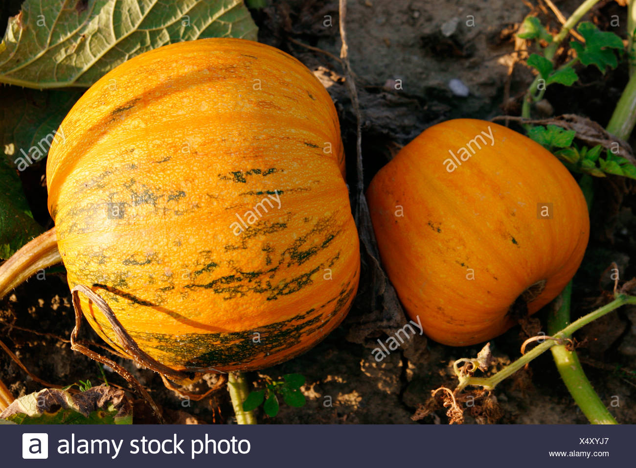Cucurbits Stock Photos & Cucurbits Stock Images - Alamy