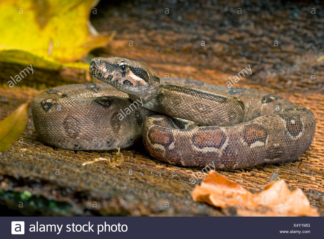 Red Tailed Boa Constrictor High Resolution Stock Photography and Images ...