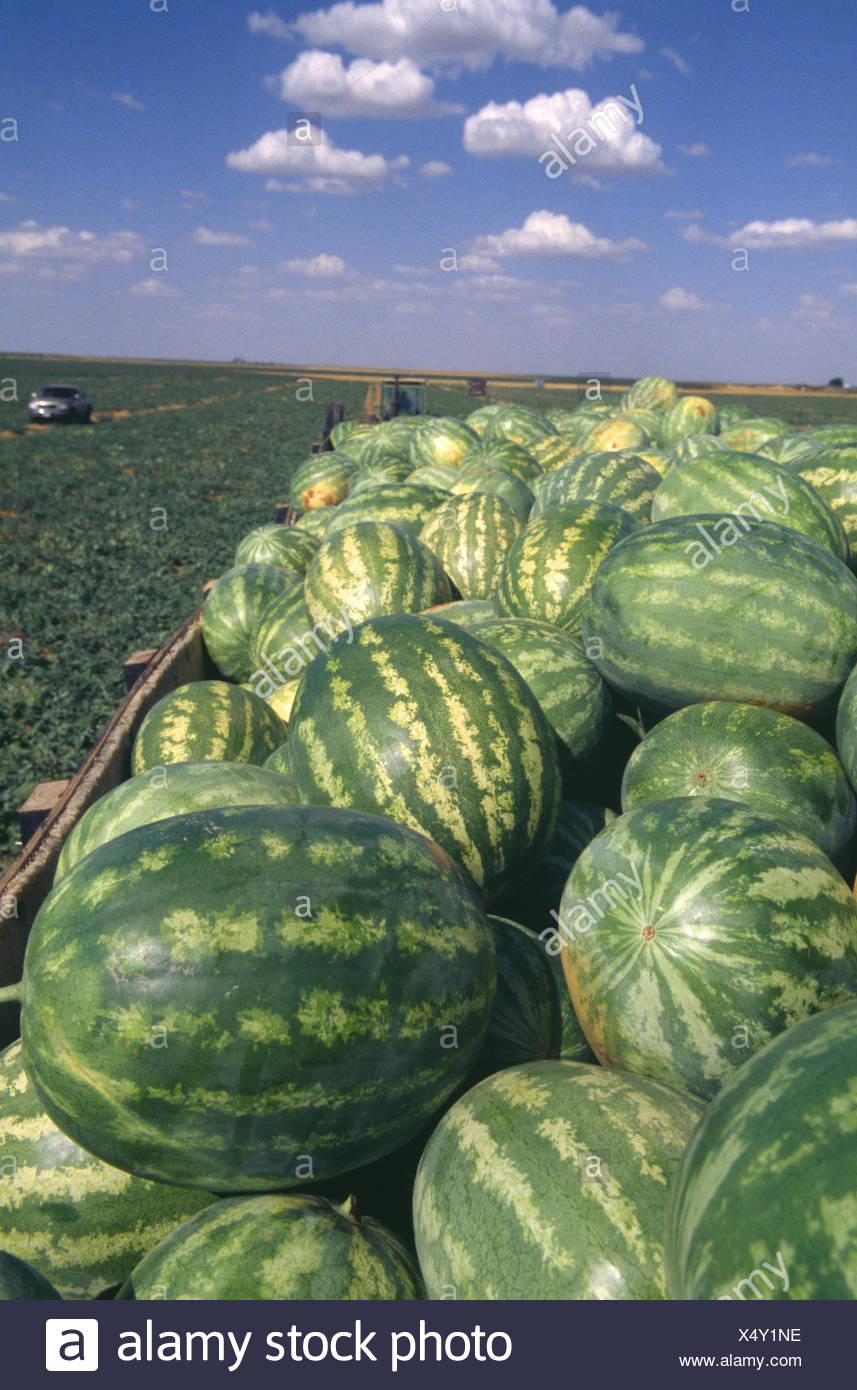 Field Watermelon Field Plants High Resolution Stock Photography and ...