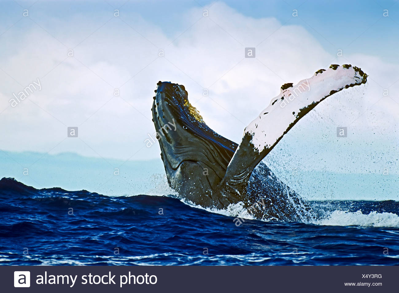 Humpback Whale Breach High Resolution Stock Photography and Images - Alamy
