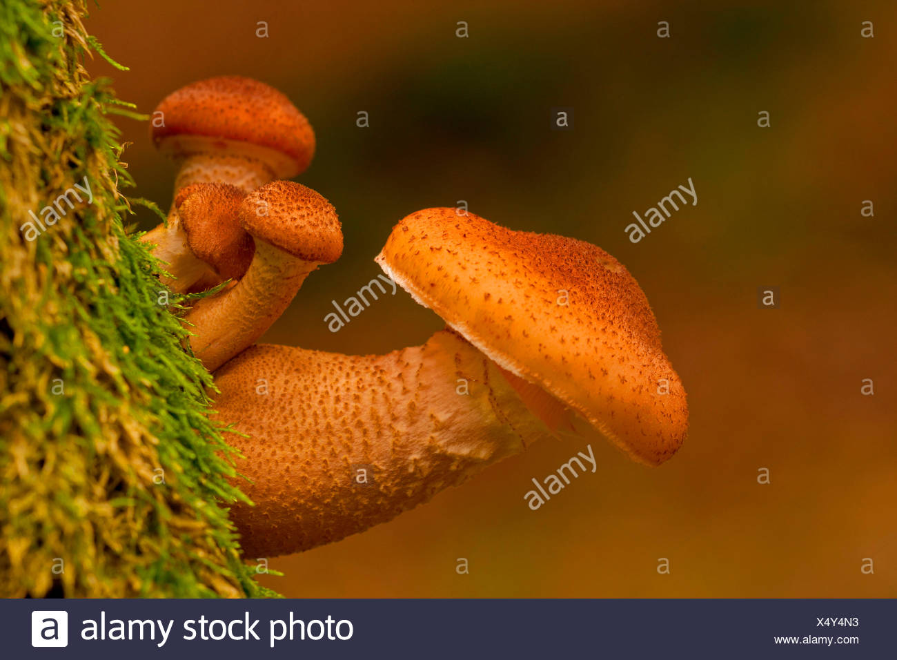 Armillaria Ostoyae High Resolution Stock Photography and Images - Alamy