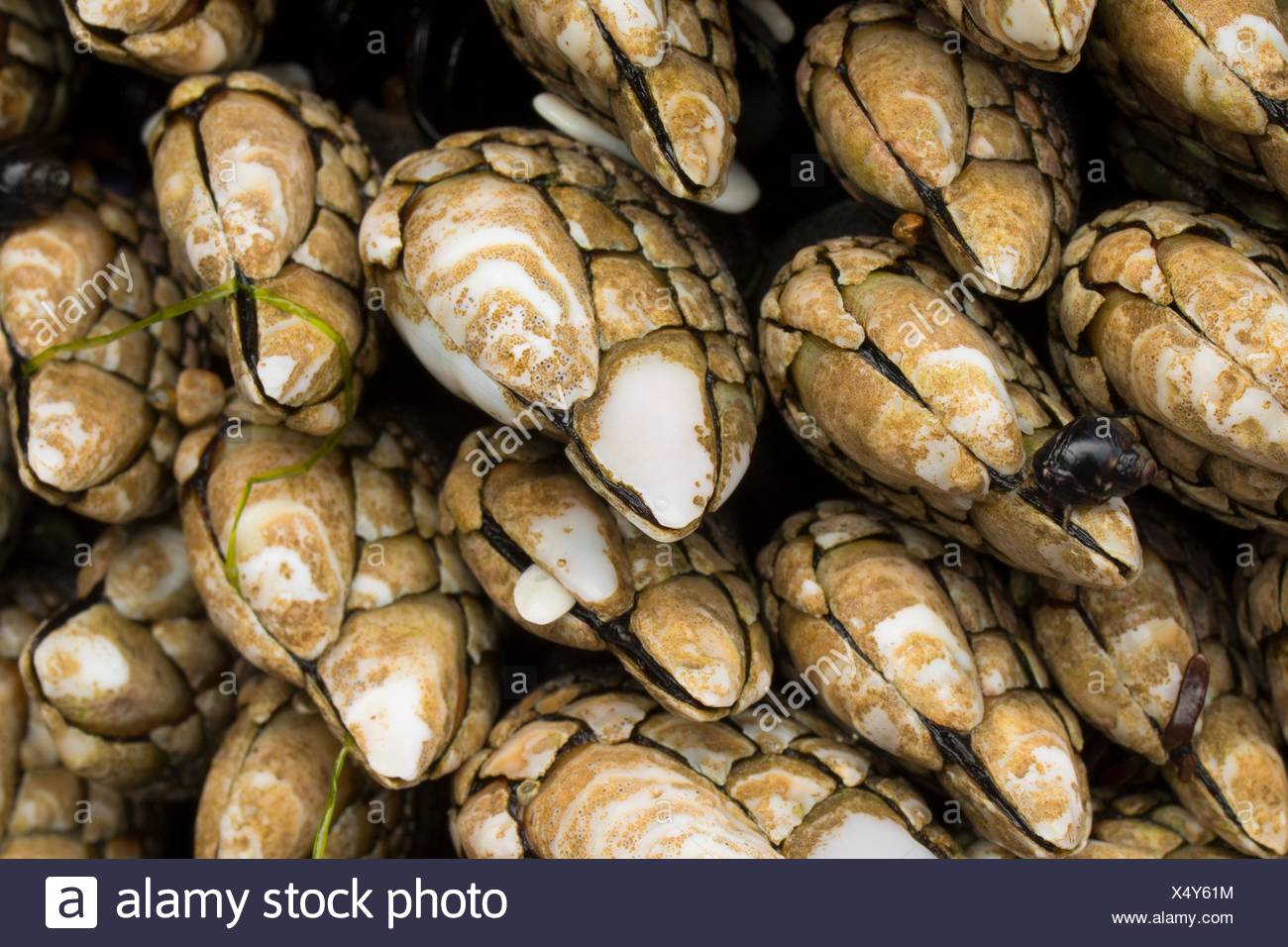 Goose Barnacles Stock Photos & Goose Barnacles Stock Images - Alamy