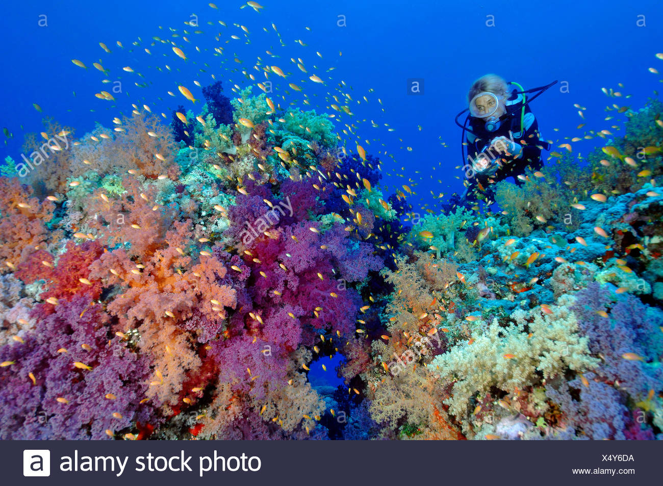 Capnella Spec Stock Photos & Capnella Spec Stock Images - Alamy