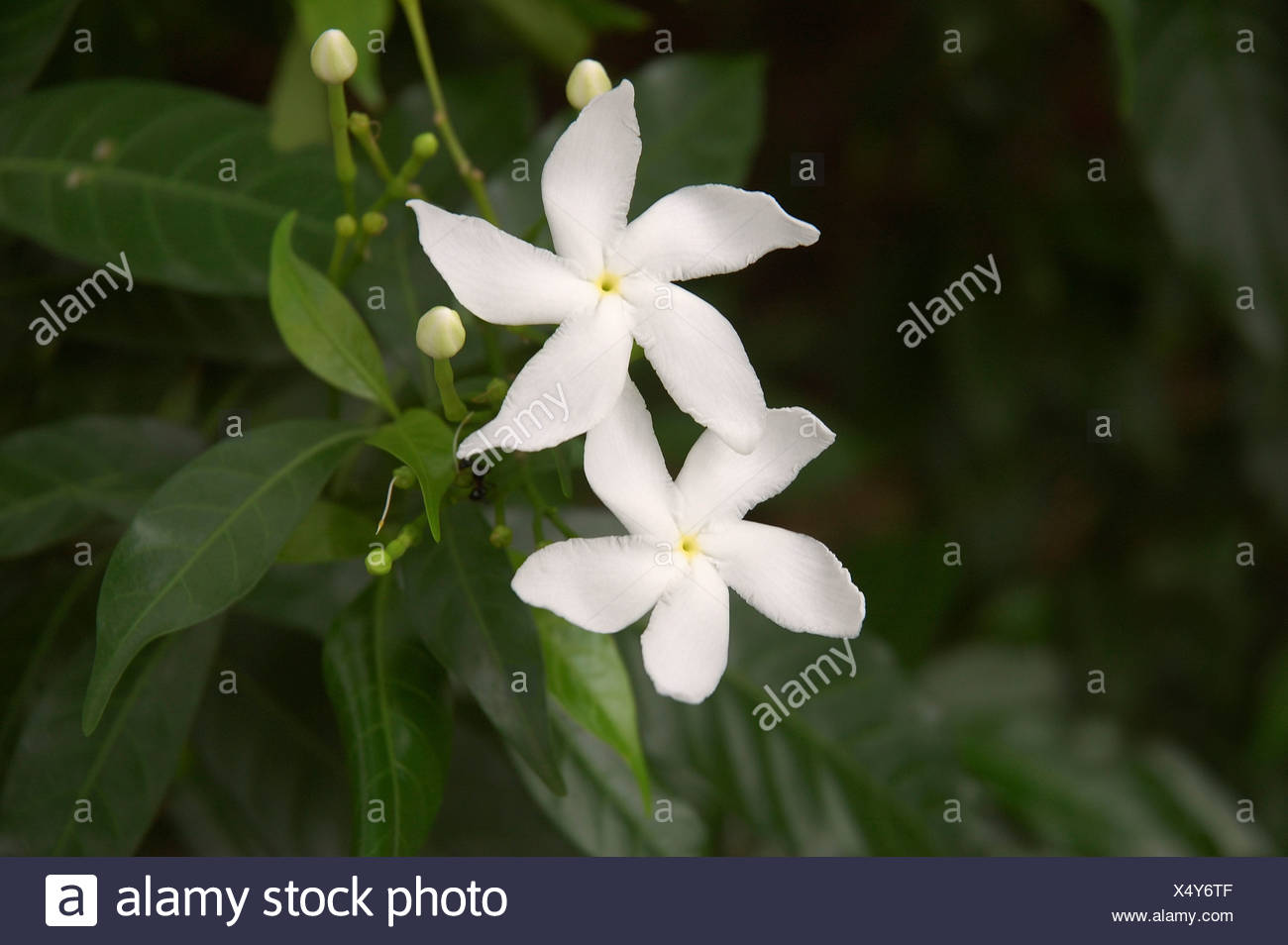 Moonbeam Flower High Resolution Stock Photography and Images - Alamy