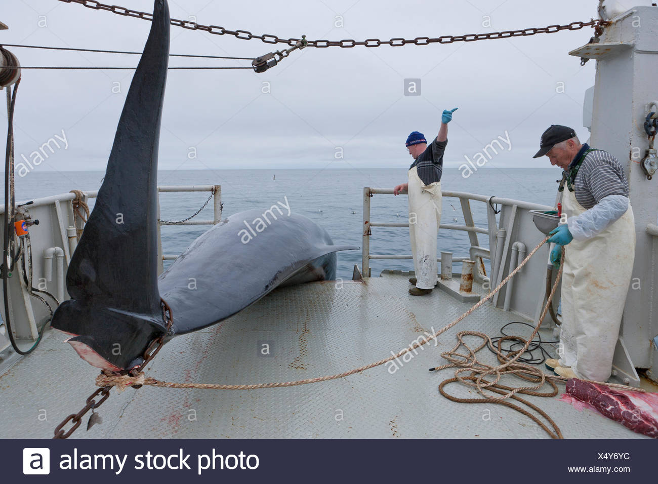 Whaling Stock Photos & Whaling Stock Images - Alamy
