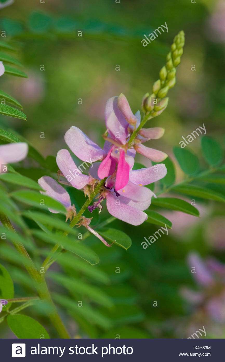 Indigo Bushes High Resolution Stock Photography and Images - Alamy