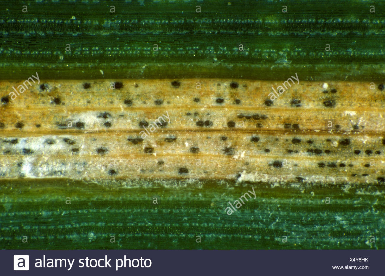 Triticum Aestivum Leaf High Resolution Stock Photography and Images - Alamy